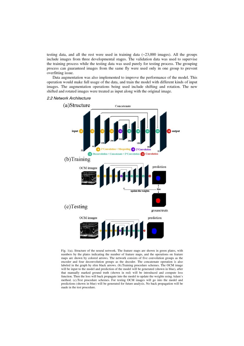 Segmentation of Drosophila Heart in Optical Coherence Microscopy Images Using Convolutional ...