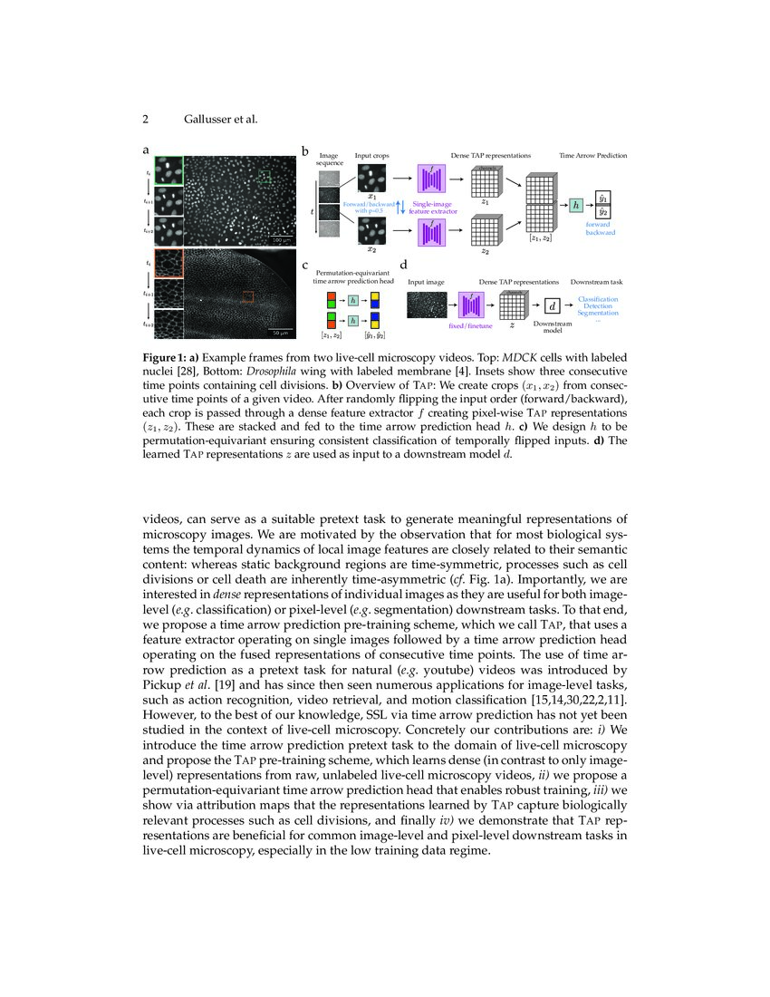Self-supervised dense representation learning for live-cell microscopy with time arrow ...