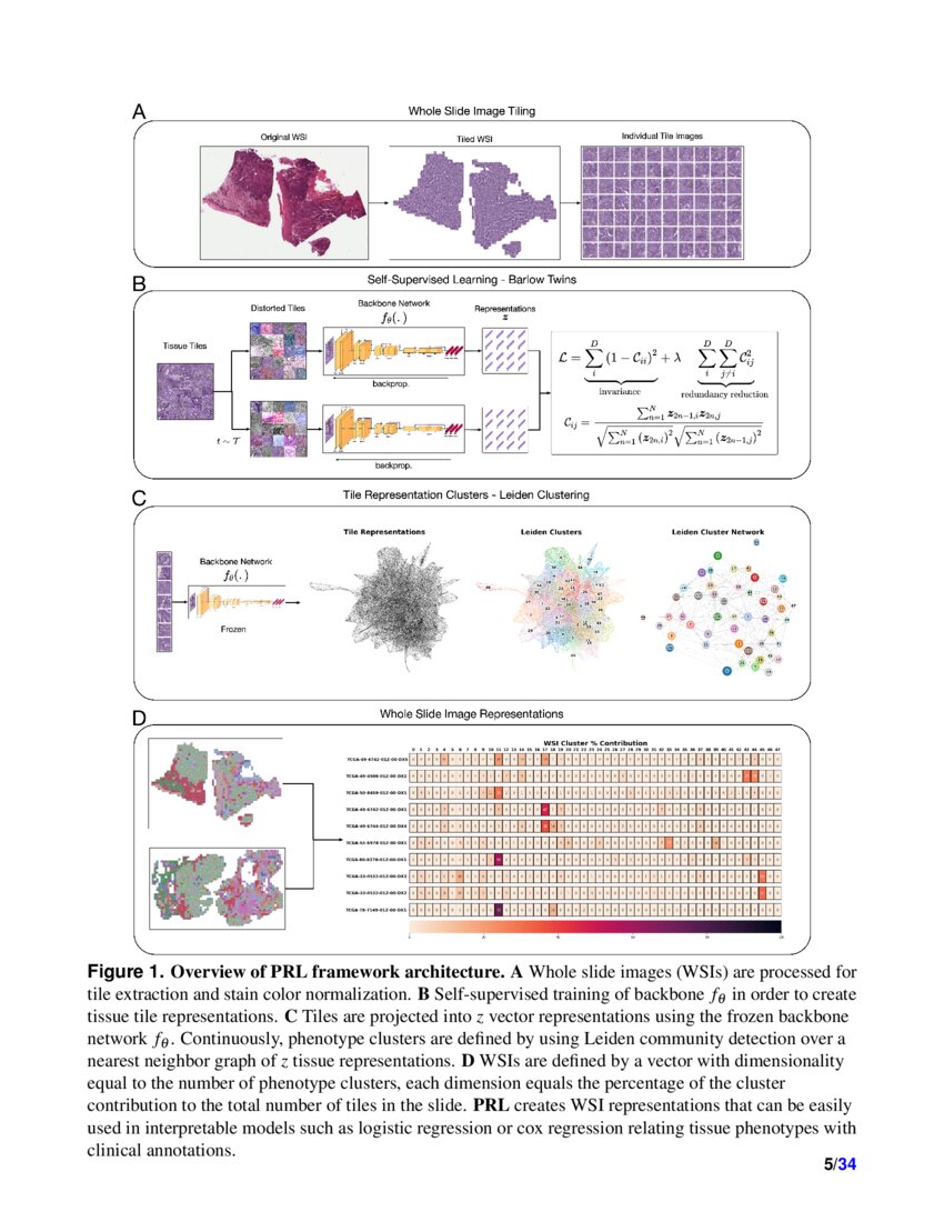 Self-supervised learning unveils morphological clusters behind lung ...