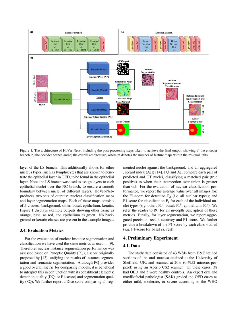 Simultaneous Nuclear Instance and Layer Segmentation in Oral Epithelial Dysplasia | DeepAI