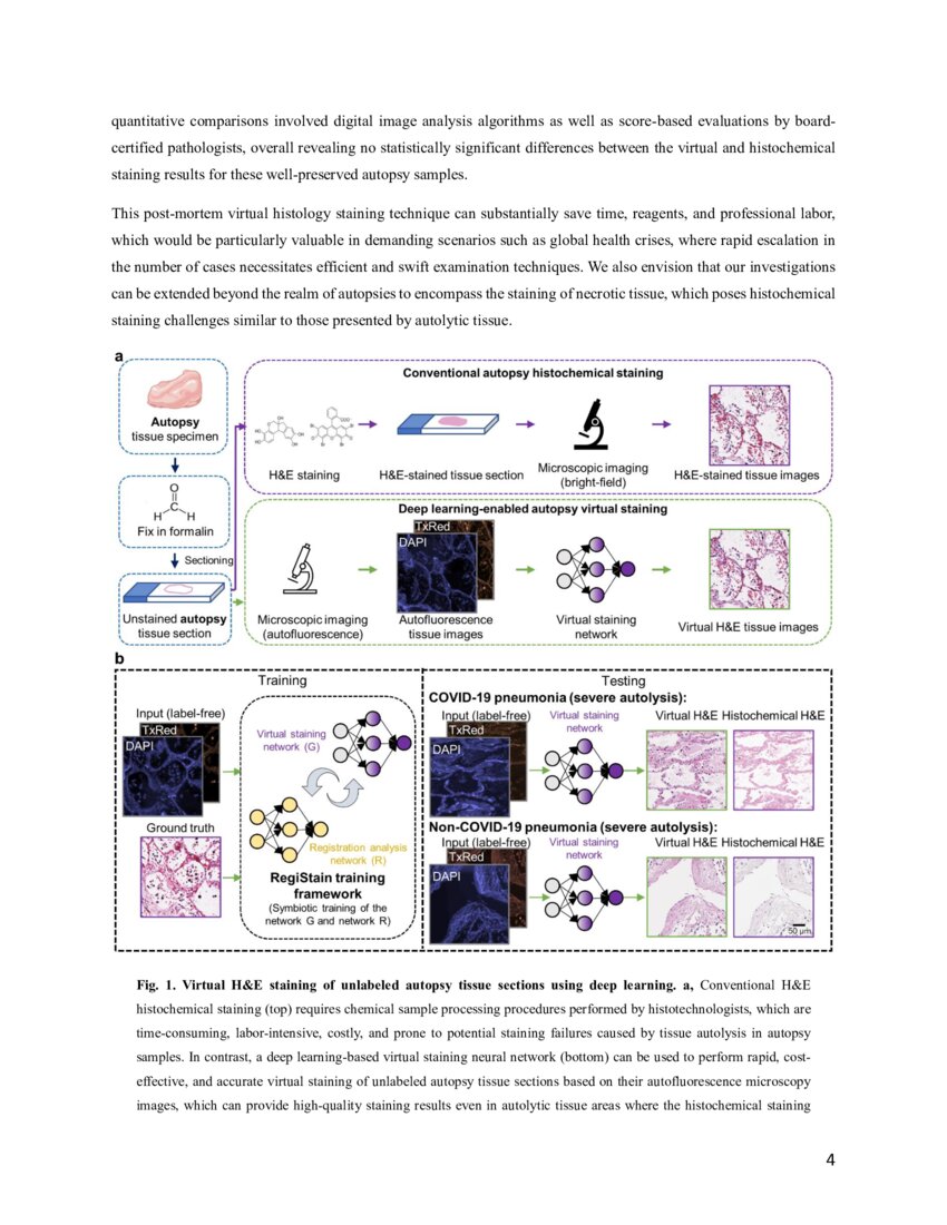 Virtual histological staining of unlabeled autopsy tissue | DeepAI