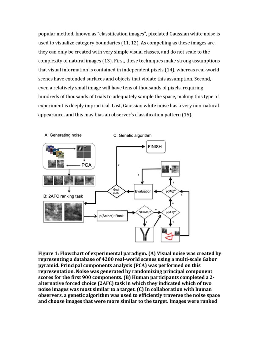 Visual Noise from Natural Scene Statistics Reveals Human Scene Category ...