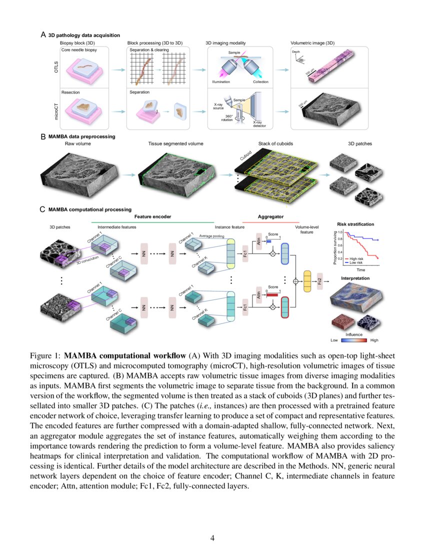 Weakly Supervised AI for Efficient Analysis of 3D Pathology Samples ... Weakly Supervised AI for Efficient Analysis of 3D Pathology Samples ...